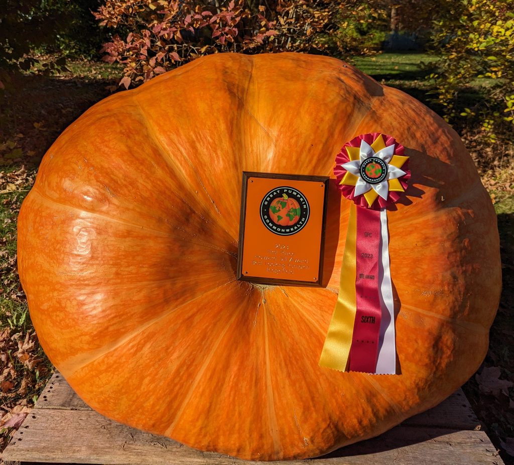 855.5 Maydan 2023 award winning pumpkin - 2 seeds per order - Worldwide ...