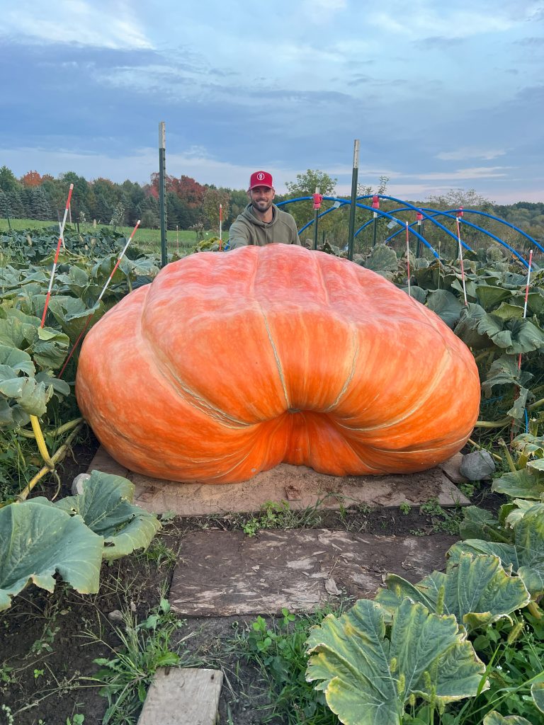 1970.5 Turner - 2 seeds per pack - Worldwide Giant Growers